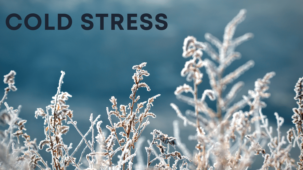Toolbox Talk: Cold Stress